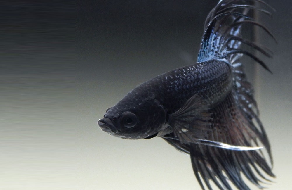 Someone’s pet fish just beat Pokemon Ruby and Sapphire VGamerz